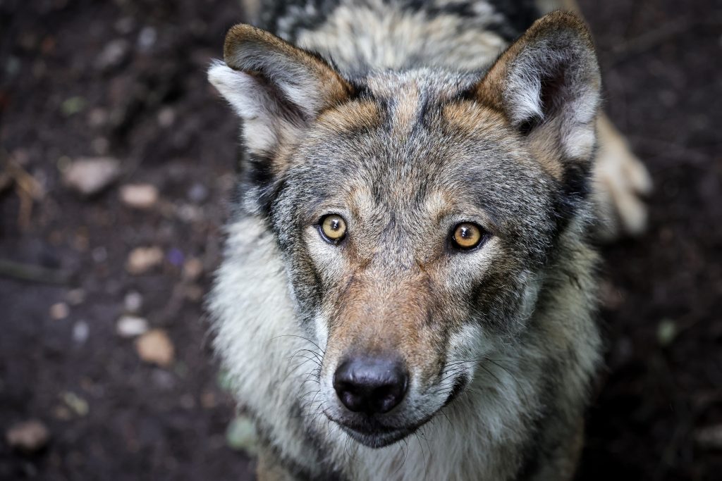 48’000 Menschen wollen den Wolf vor Abschuss schützen | Baseljetzt