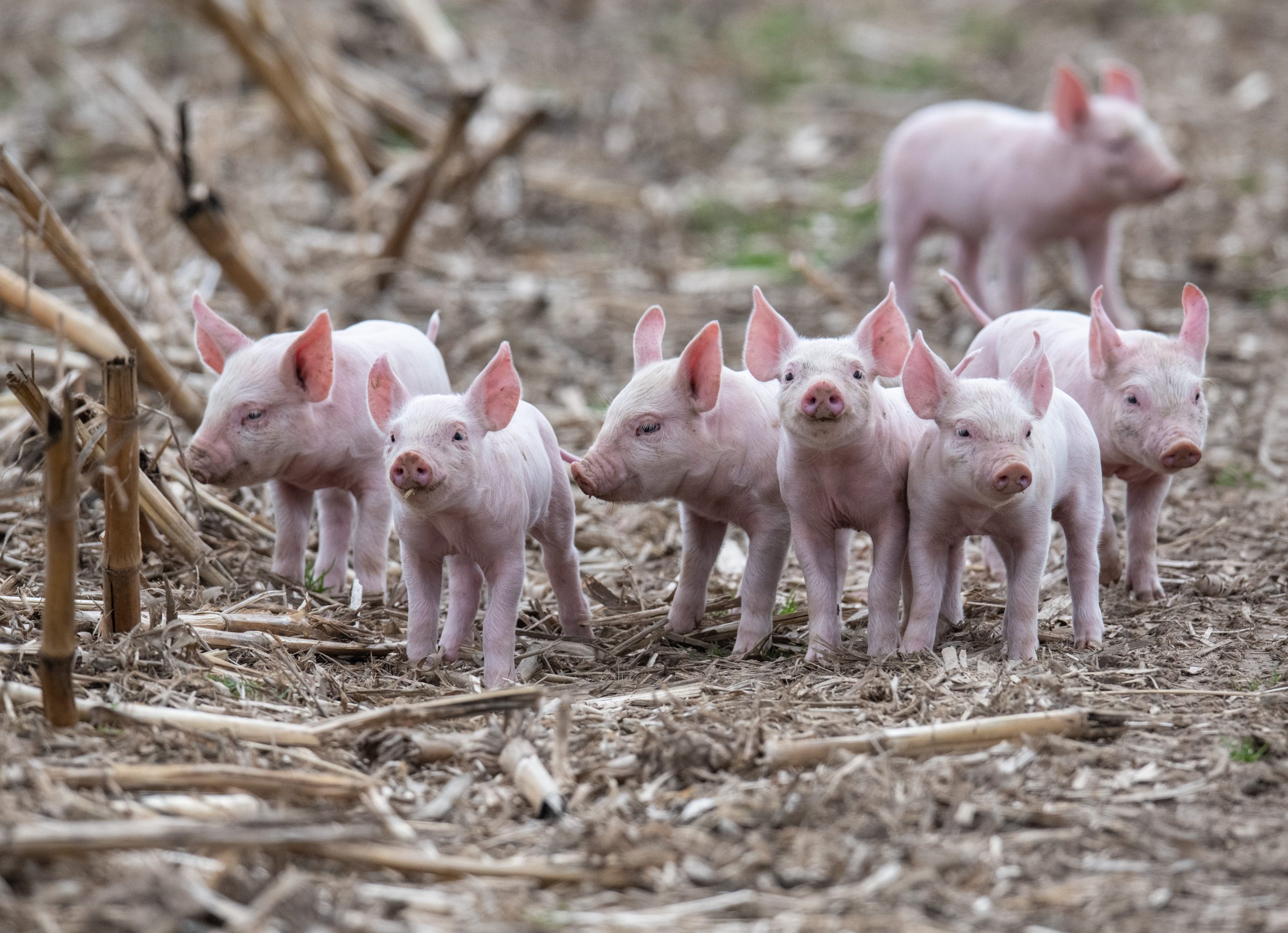 Schweizer Tierschutz setzt künftig auf Transparenz | Baseljetzt